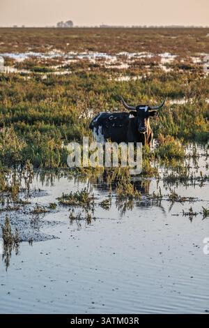 A cow grazes on wetland vegetation in Illubabor, Ethiopia Stock Photo ...