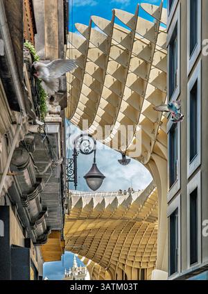 Pigeons take flight into the blue sky in Ajmer, India on 18 November ...