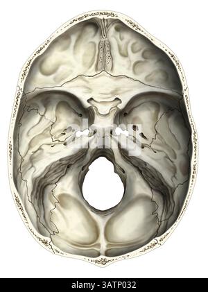 Human skull anatomy. Artwork showing the structure and anatomy of a ...