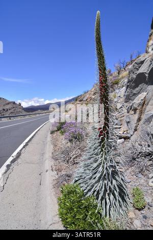 Red tajinaste flowers on the El Teide Volcano, Tenerife, Spain Stock ...