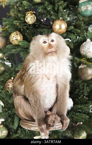 Little monkey sitting near the New Year's tree on a studio background ...