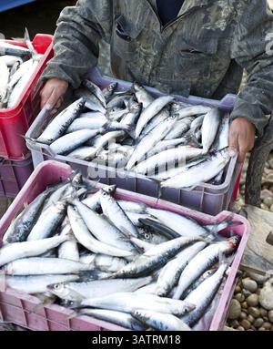 Baikal omul (Coregonus migratorius) fish specimens from Lake Baikal on ...