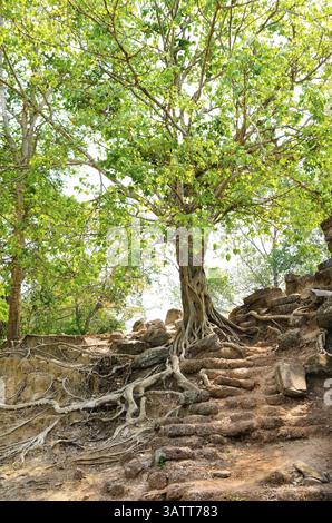 Ficus benghalensis, commonly known as the banyan, banyan fig and Indian ...
