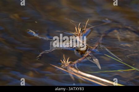 Common toad, close up in the uk Stock Photo - Alamy