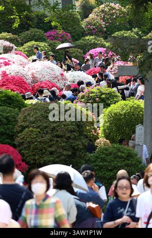 People admire azalea flowers in Shenzhen City, south China's Guangdong ...
