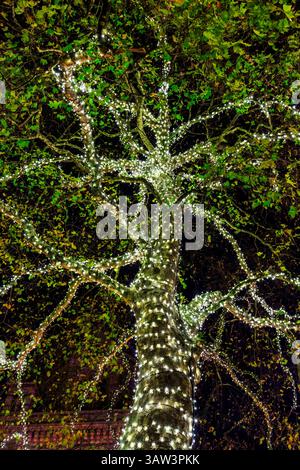 Outdoor Christmas lights wrapped around a tree Stock Photo - Alamy
