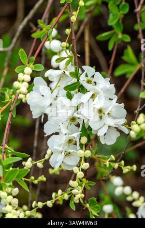 Exochorda x macrantha 'The Bride' a spring summer flowering deciduous ...