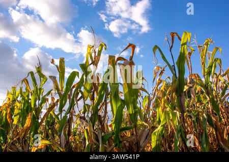 Iconic cornfields of Indiana Stock Photo - Alamy