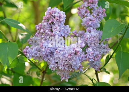 Syringa vulgaris, common lilac, ‘President Grevy’ in flower Stock Photo ...
