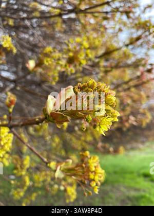 Flower buds of Norway maple, Acer platanoides, new growth in early ...