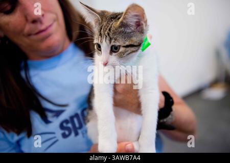 A cat up for adoption at The Society for the Prevention of Cruelty to ...