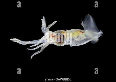 [captive] Eye-flash squid (Abralia veranyi) the squid bears about 550 ...