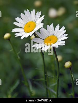 Flower-head of Oxeye daisy or Moon daisy perennial Stock Photo - Alamy