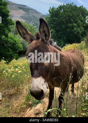 a nice funny portrait of a horse Stock Photo - Alamy