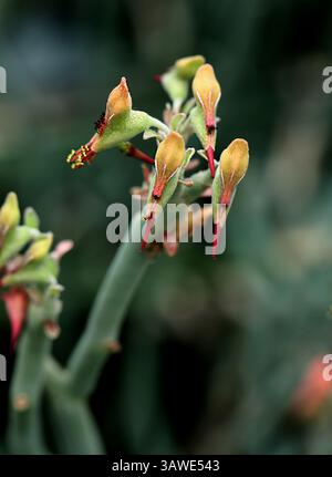 Candellila Gallito, Slipper Plant, Ladies Slipper or Gallito, Euphorbia ...