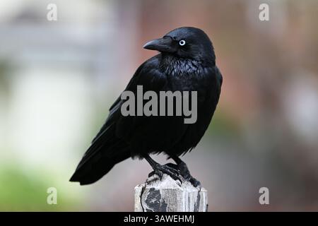A raven perched on a wooden fence post while looking over its back ...
