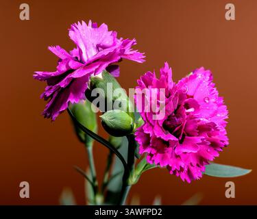 A stem and several textured, green leaves of common sage Salvia ...