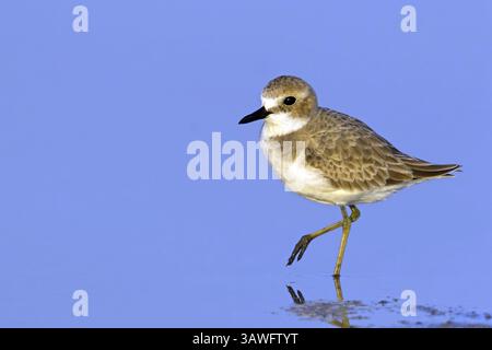 Desert Plover, Charadrius leschenaultii, animals, birds, biotope ...