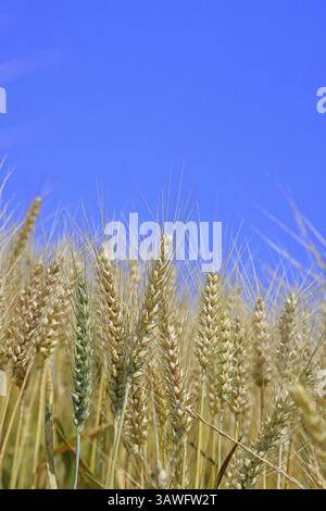 Triticale is a grain. It is a cross between wheat and rye Stock Photo ...