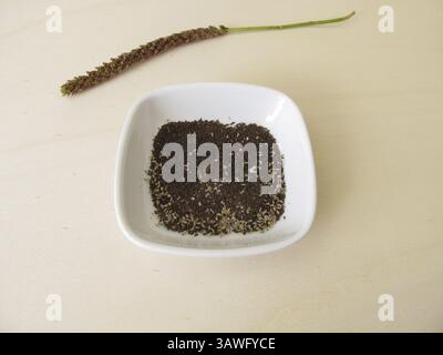 Edible seeds of broadleaf plantain, Plantago major Stock Photo - Alamy