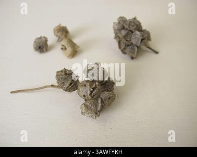 Seed head and seeds of the wild mallow Stock Photo - Alamy