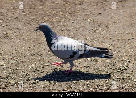 gray pigeon with iridescent feathers Stock Photo - Alamy