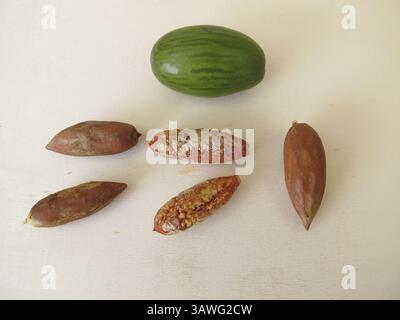 Cored, cracked nuts from the Torreya nucifera nut tree Stock Photo - Alamy