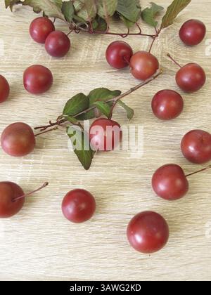 Leaves of a blood plum Prunus cerasifera - Nigra, backlit Stock Photo ...