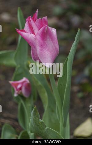 Flower tulip start to bloom buds. Inspirational natural floral spring or summer blooming garden ...