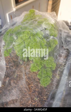 Insect protection nets protecting a parsley plant from pests and ...