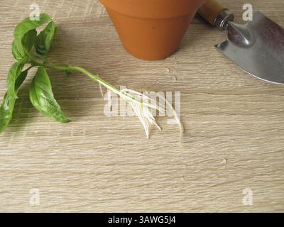 Basil shoot with roots for regrowing herbs Stock Photo - Alamy