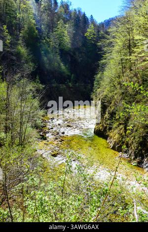 river grosser bach in the austrian national park kalkalpen Reichraming ...