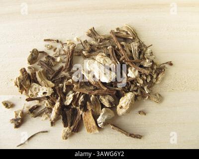 Medicinal plant Angelica dry root Angelica radix Stock Photo - Alamy