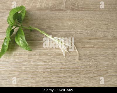 Basil shoot with roots for regrowing herbs Stock Photo - Alamy