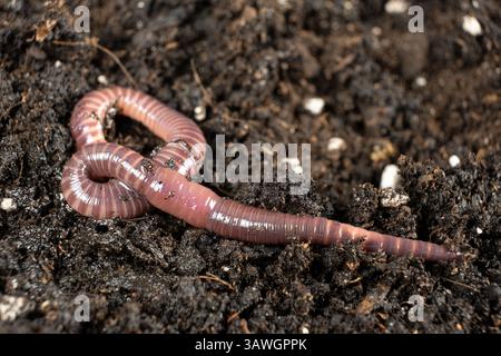 Big beautiful earthworm in the black soil, close-up Stock Photo - Alamy
