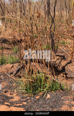 Ghana, New Growth on Sahel Terrain after Annual Controlled Burning ...