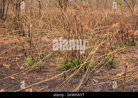 Ghana, New Growth on Sahel Terrain after Annual Controlled Burning ...
