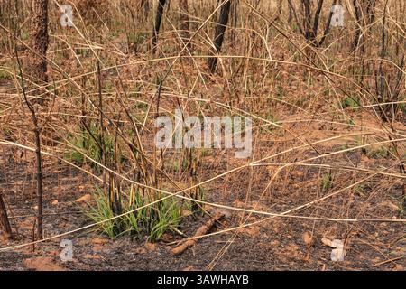 Ghana, New Growth on Sahel Terrain after Annual Controlled Burning ...
