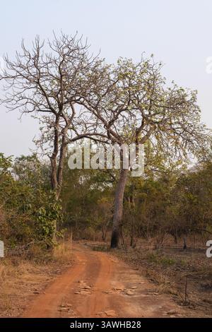 Ghana, New Growth on Sahel Terrain after Annual Controlled Burning ...