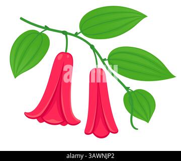 Copihue, Chilean bellflower, national flower of Chile. Illustration set ...
