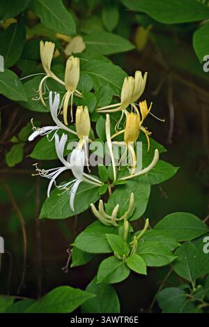 Honeysuckle (Lonicera species): flowers and leaves. Watercolour and pen ...