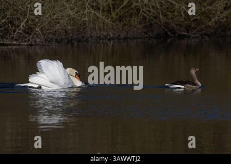 Mute swan attacks Greylag goose. In water spring season Stock Photo - Alamy
