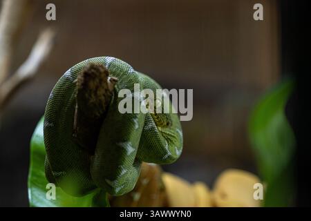 Baby emerald tree boa snake coiled on a tree branch Corallus caninus ...