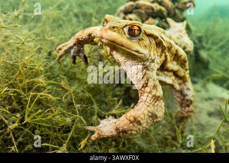 Underwater Photograph - Toad in Lake Stock Photo - Alamy