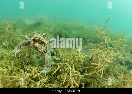 Underwater Photograph - Toad in Lake Stock Photo - Alamy