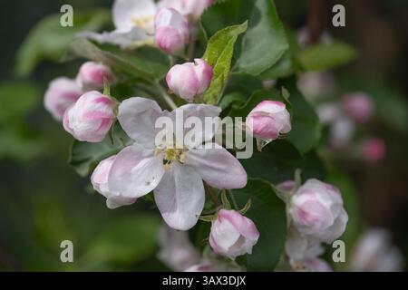 Blueten an einem Apfelbaum in Aachen am 18. April 2025. GERMANY ...