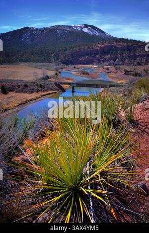 Yucca plants (Yucca gloriosa or Agave americana), also known as Spanish ...