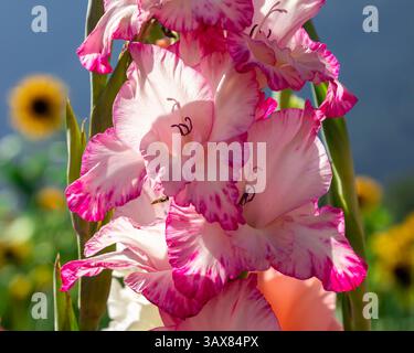 Gladiolus With Sunflower in Background Stock Photo - Alamy
