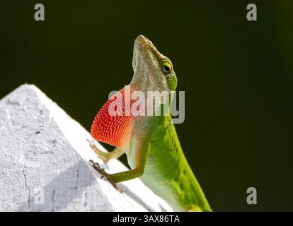 Carolina Anole lizard posing with red dewlap isolated against dark gray ...