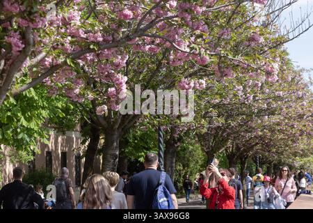 Budapest, Hungary. 20th Apr, 2025. Cherry blossoms are seen at the ...